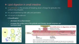 Digestion and absorption of lipids | PPTX
