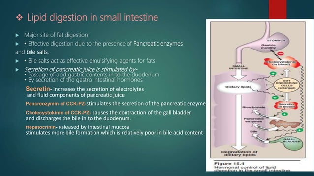 Digestion and absorption of lipids | PPTX | Digestive Disorders ...