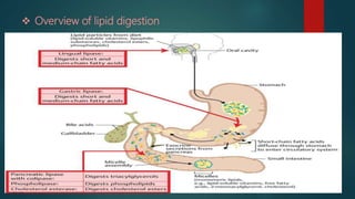 Digestion and absorption of lipids | PPTX