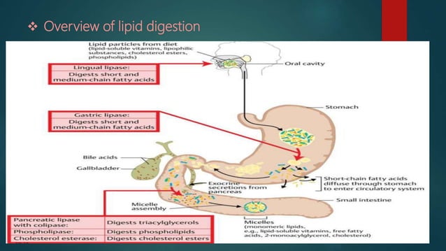 Digestion and absorption of lipids | PPTX | Digestive Disorders ...