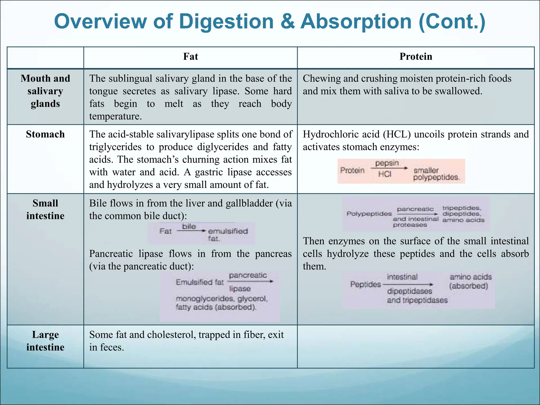digestion_and_absorption_of_nutrients.ppt