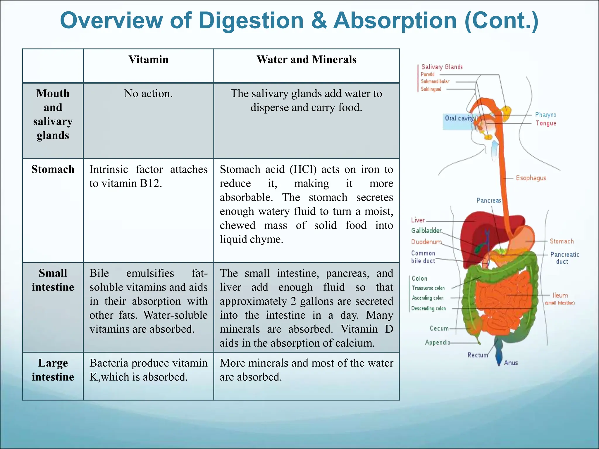 digestion_and_absorption_of_nutrients.ppt