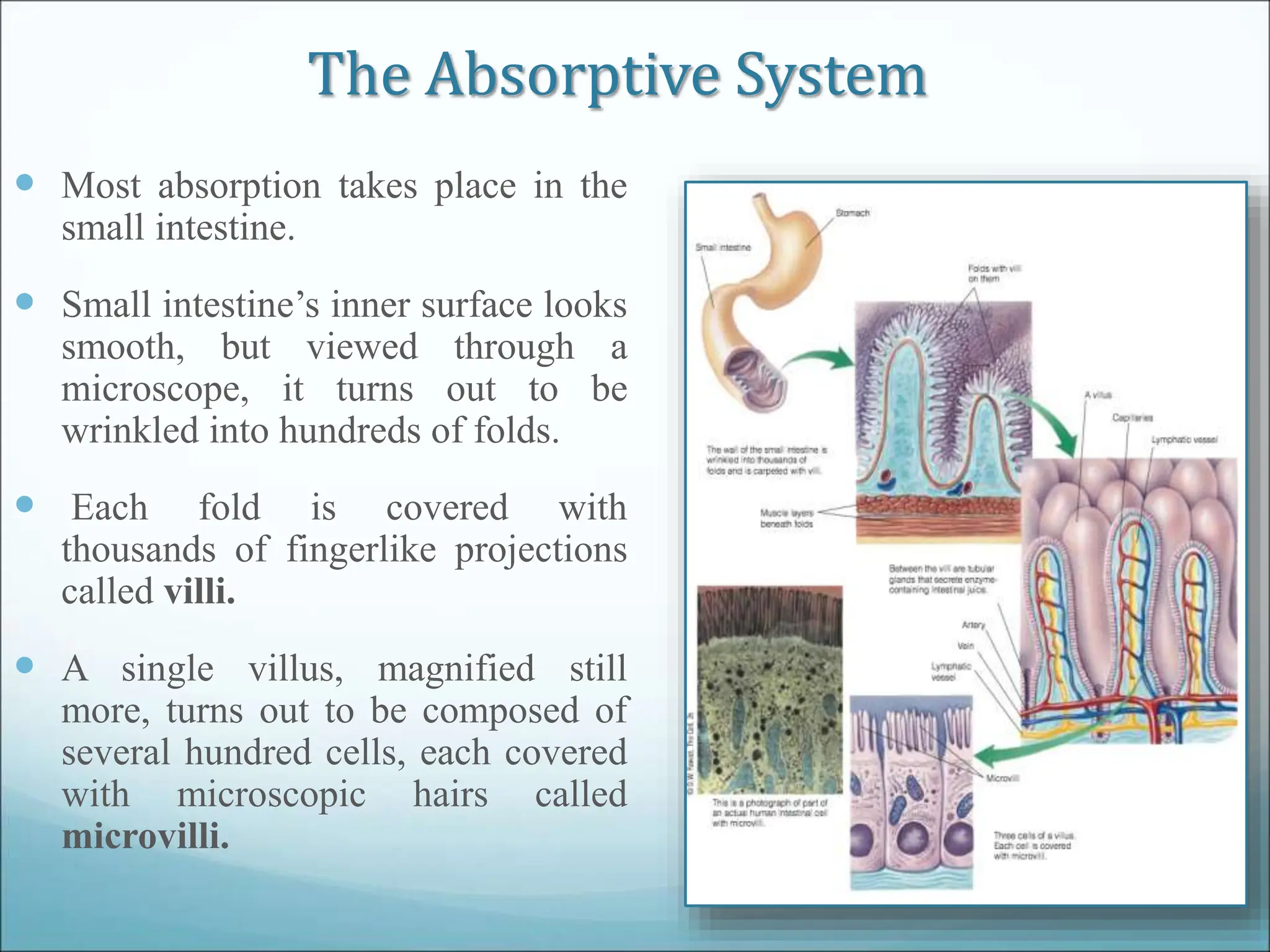 digestion_and_absorption_of_nutrients.ppt
