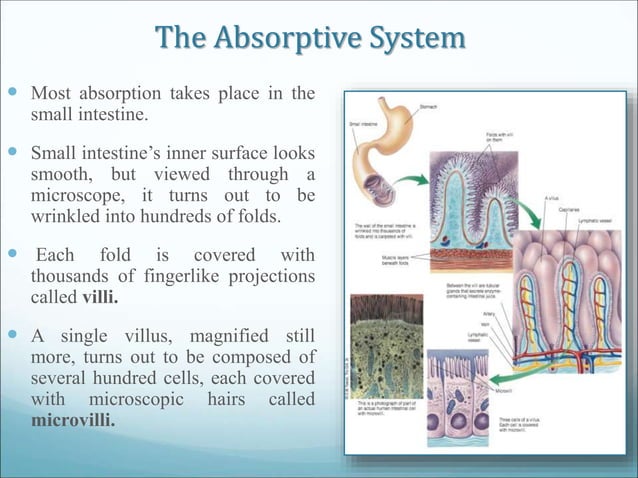 digestion_and_absorption_of_nutrients.ppt