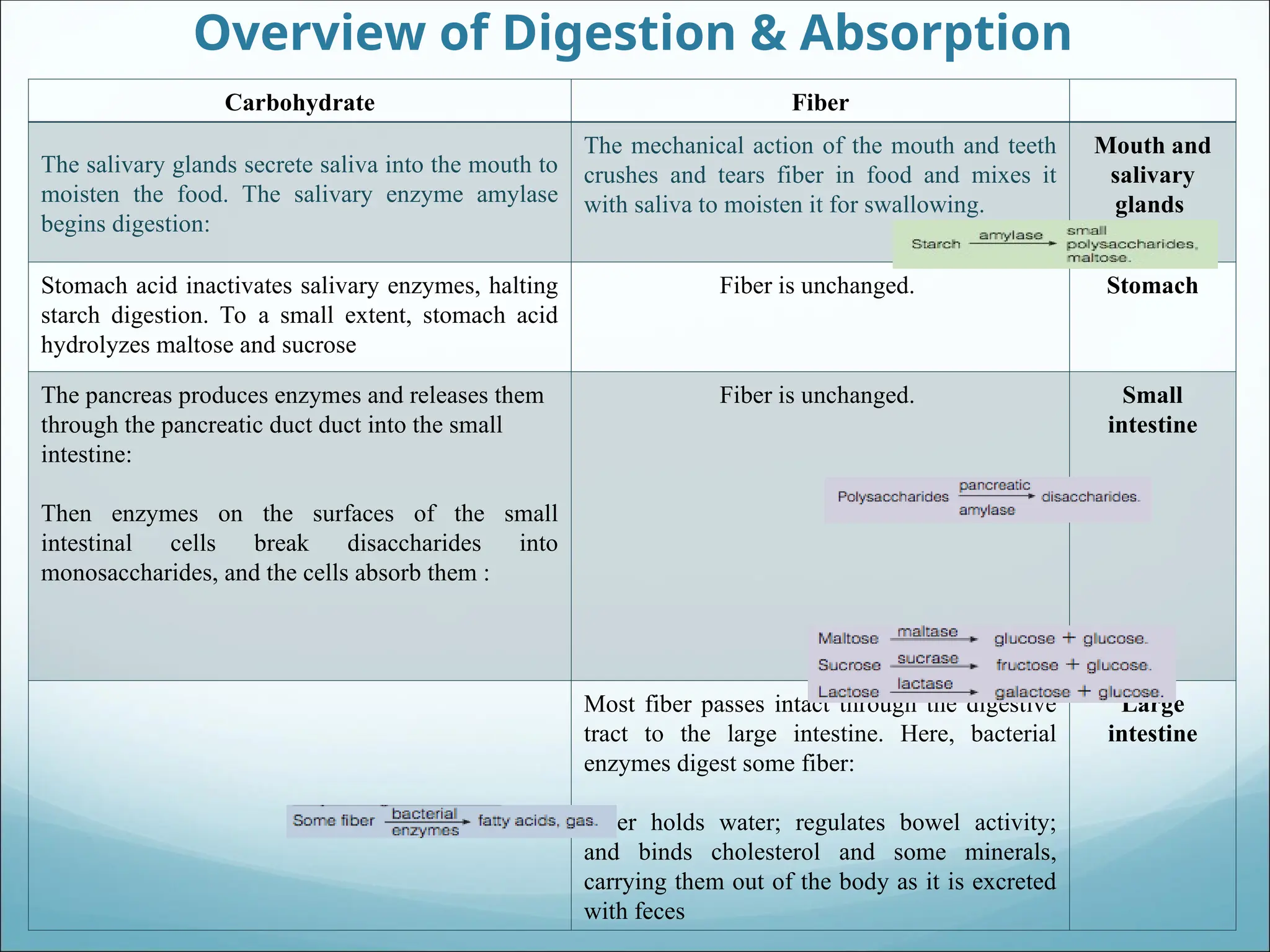 digestion_and_absorption_of_nutrients.ppt