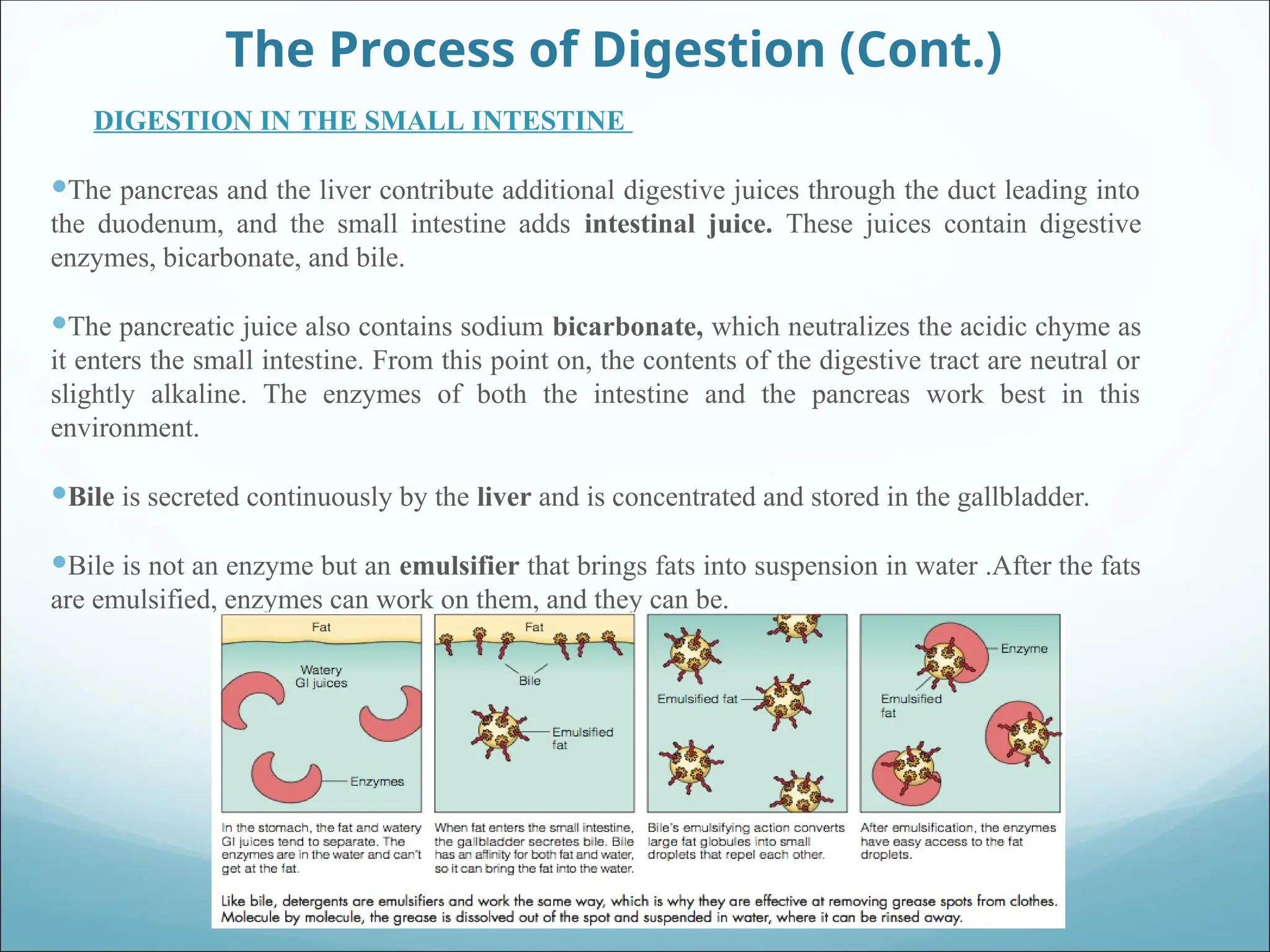 digestion_and_absorption_of_nutrients.ppt