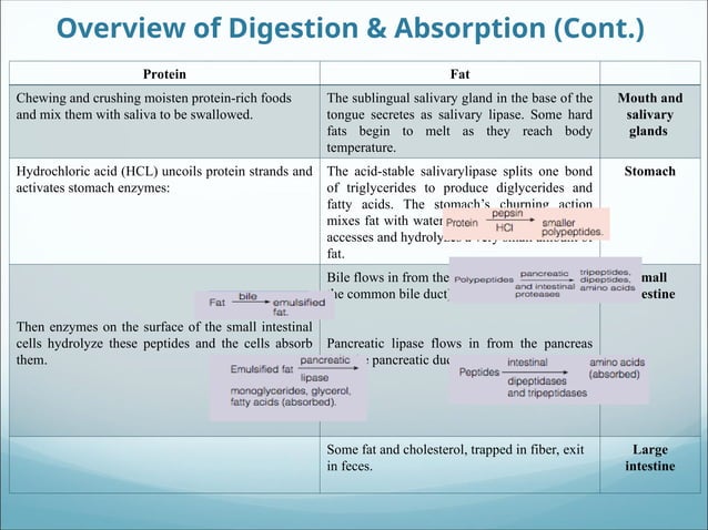 digestion_and_absorption_of_nutrients.ppt