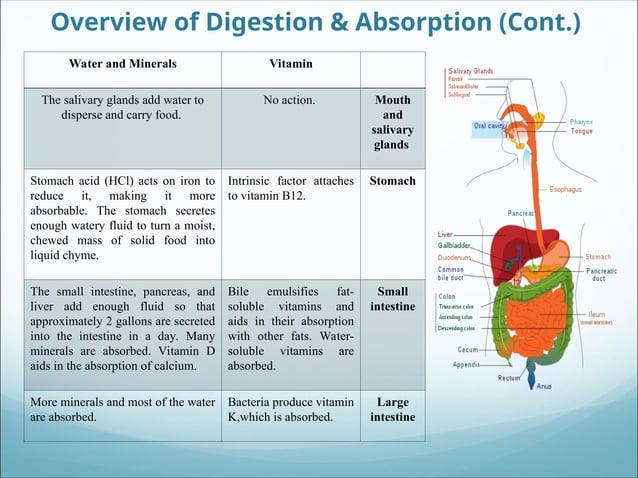 digestion_and_absorption_of_nutrients.ppt