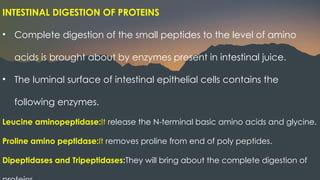 digestion and absorption of protein.pptx