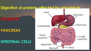 digestion and absorption of protein.pptx
