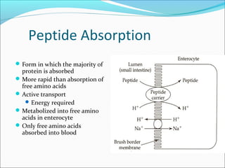 Digestion and absorption of proteins | PPT