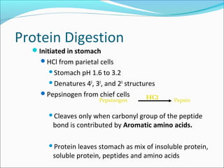 Digestion and absorption of proteins | PPT