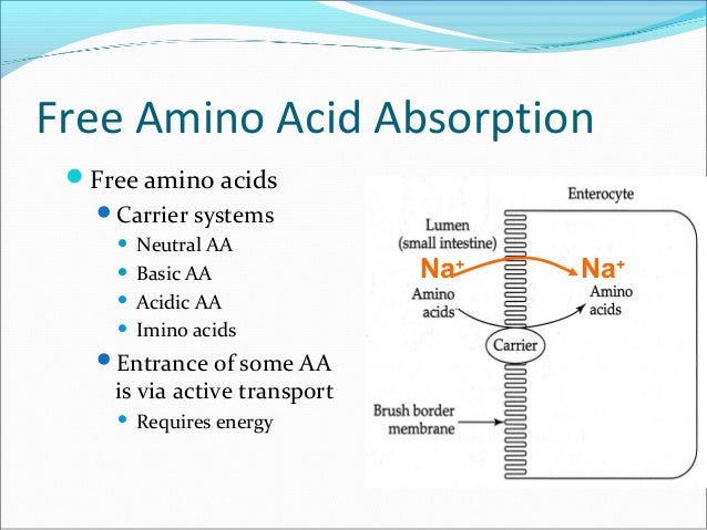 Digestion and absorption of proteins