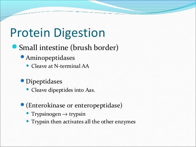 Digestion and absorption of proteins