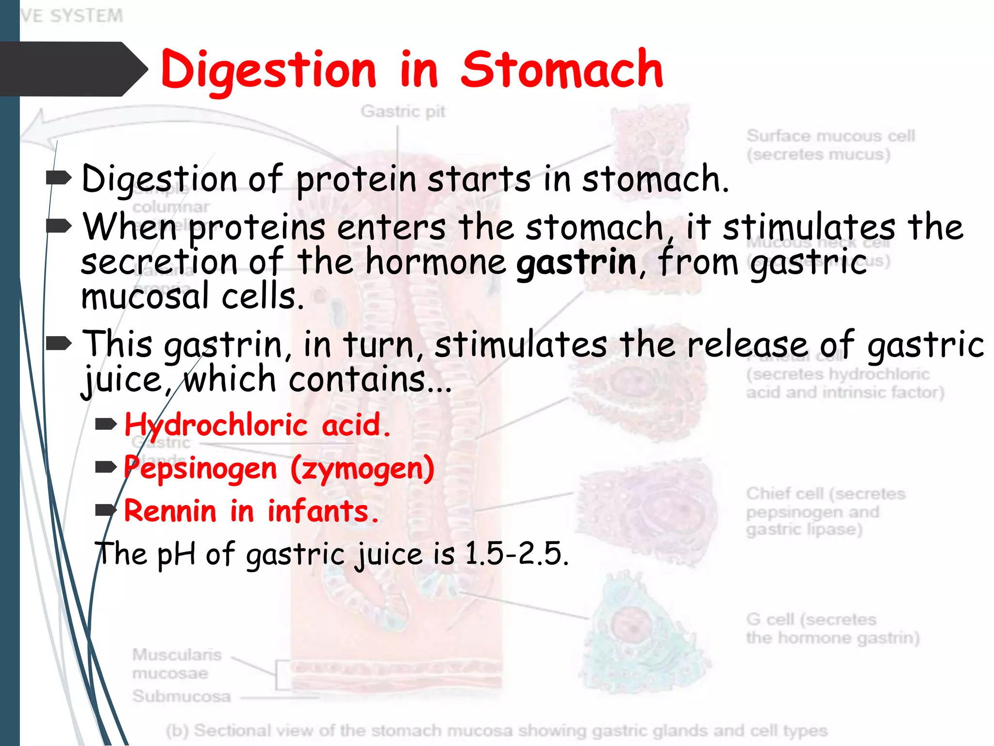Digestion and absorption of proteins | PPSX
