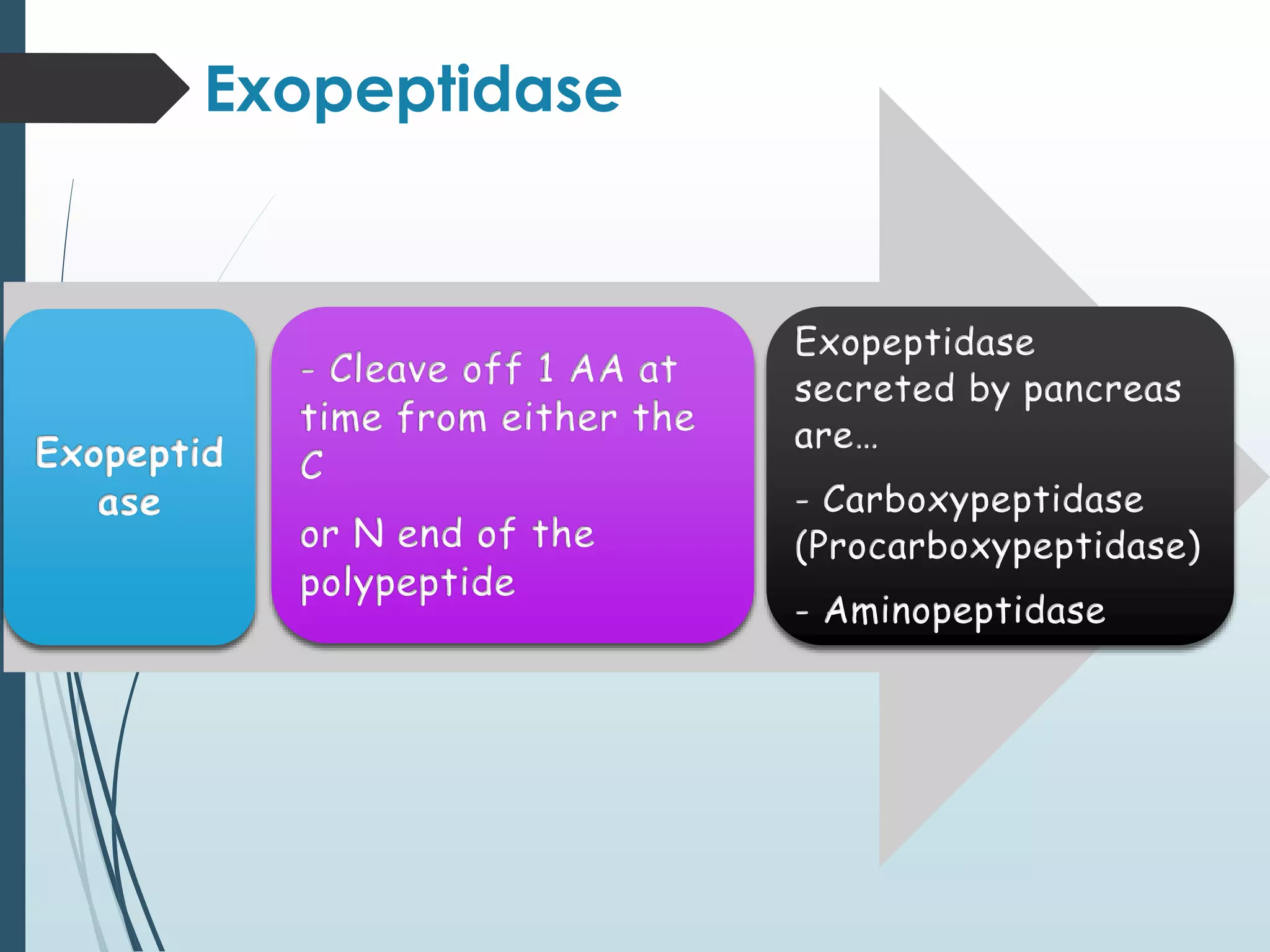 Digestion and absorption of proteins | PPSX