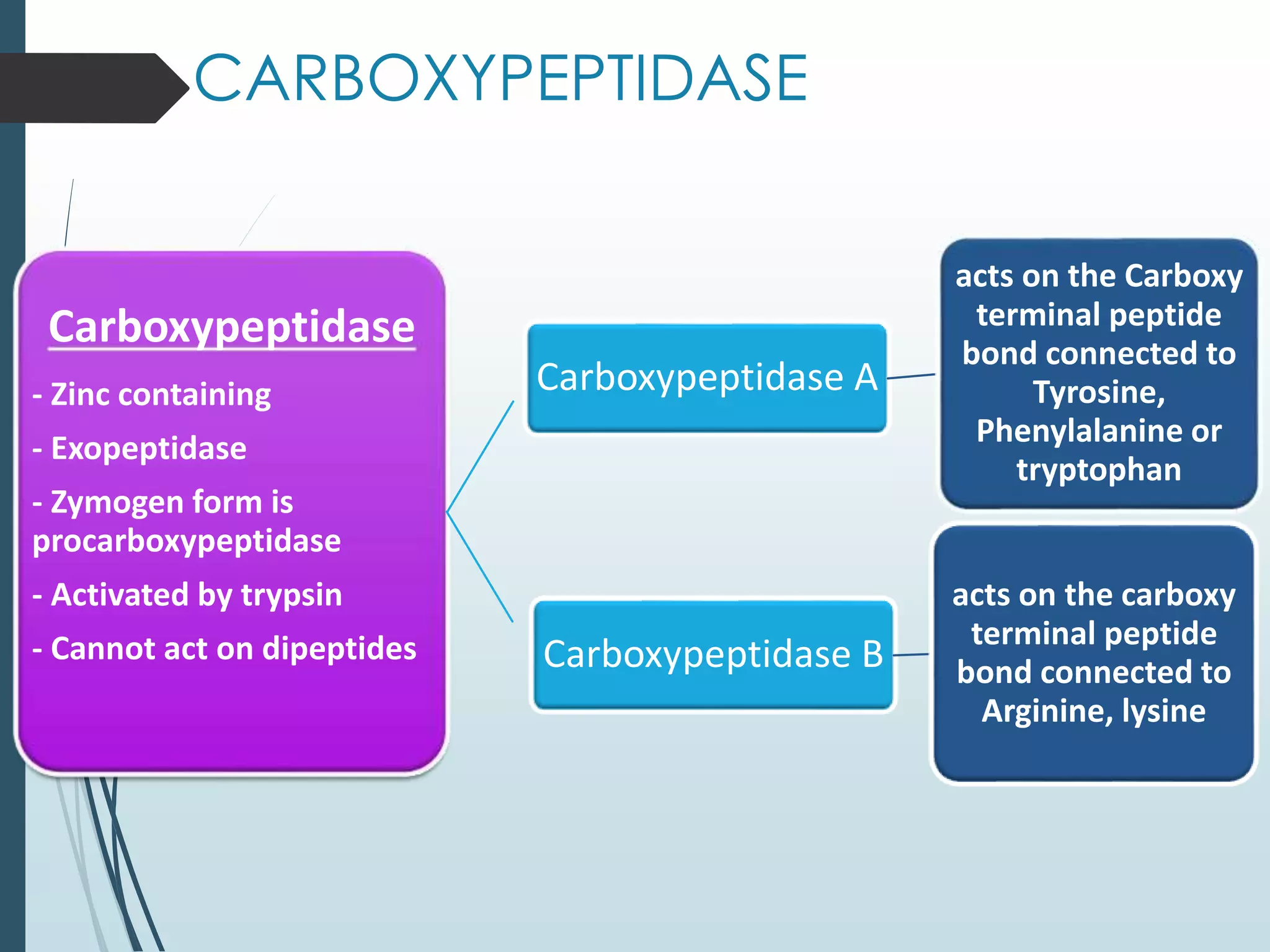 Digestion and absorption of proteins | PPSX