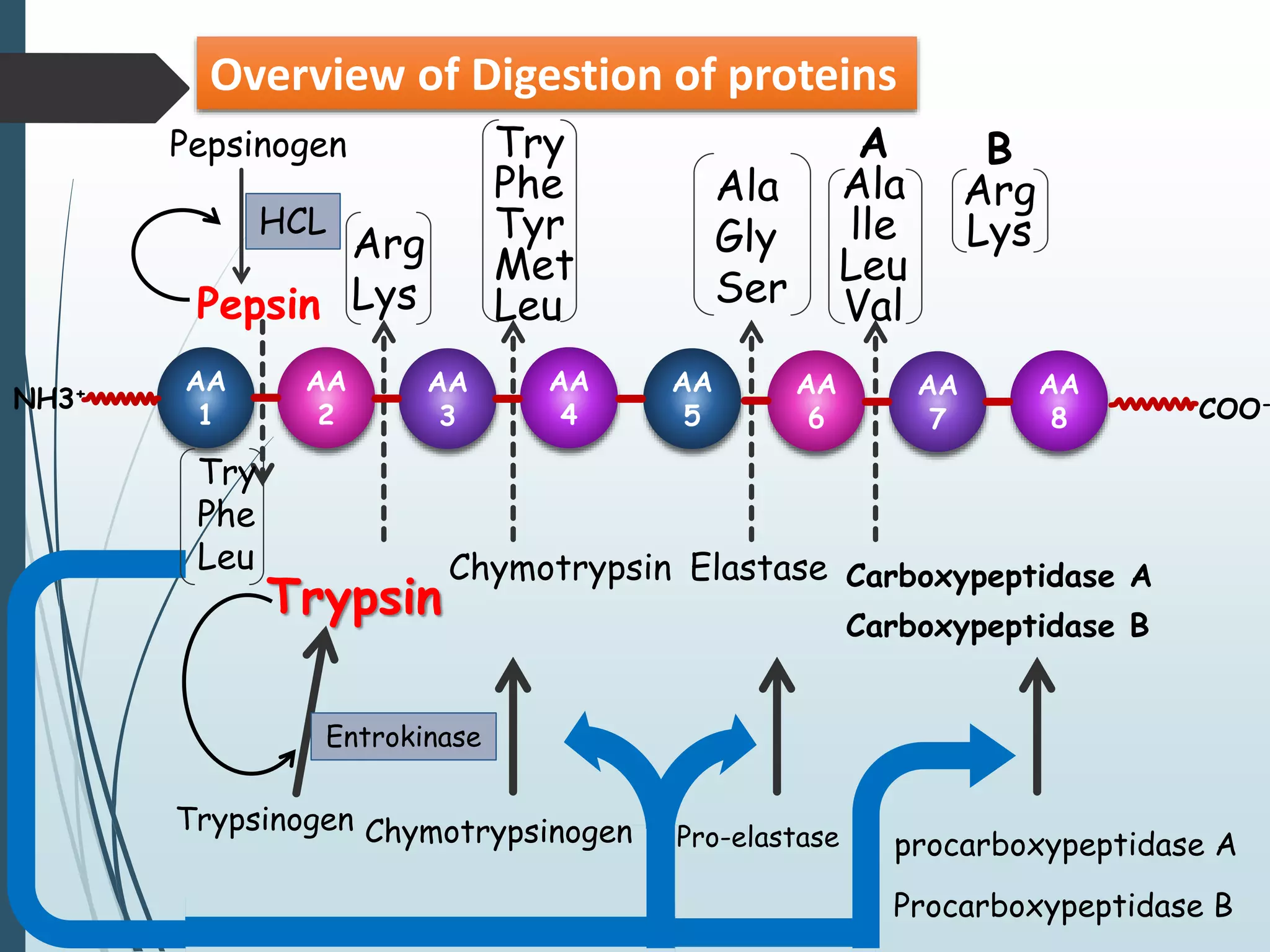 Digestion and absorption of proteins | PPSX