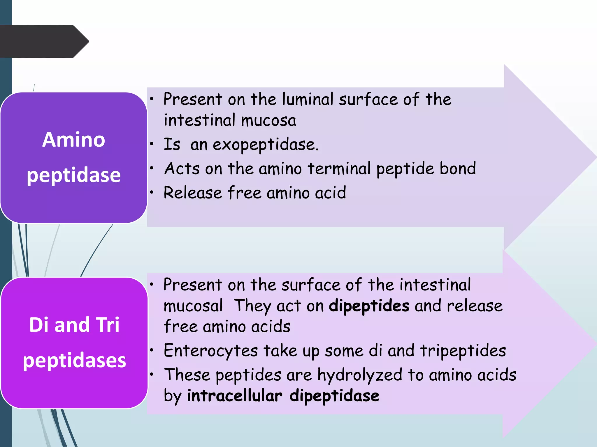Digestion and absorption of proteins | PPSX