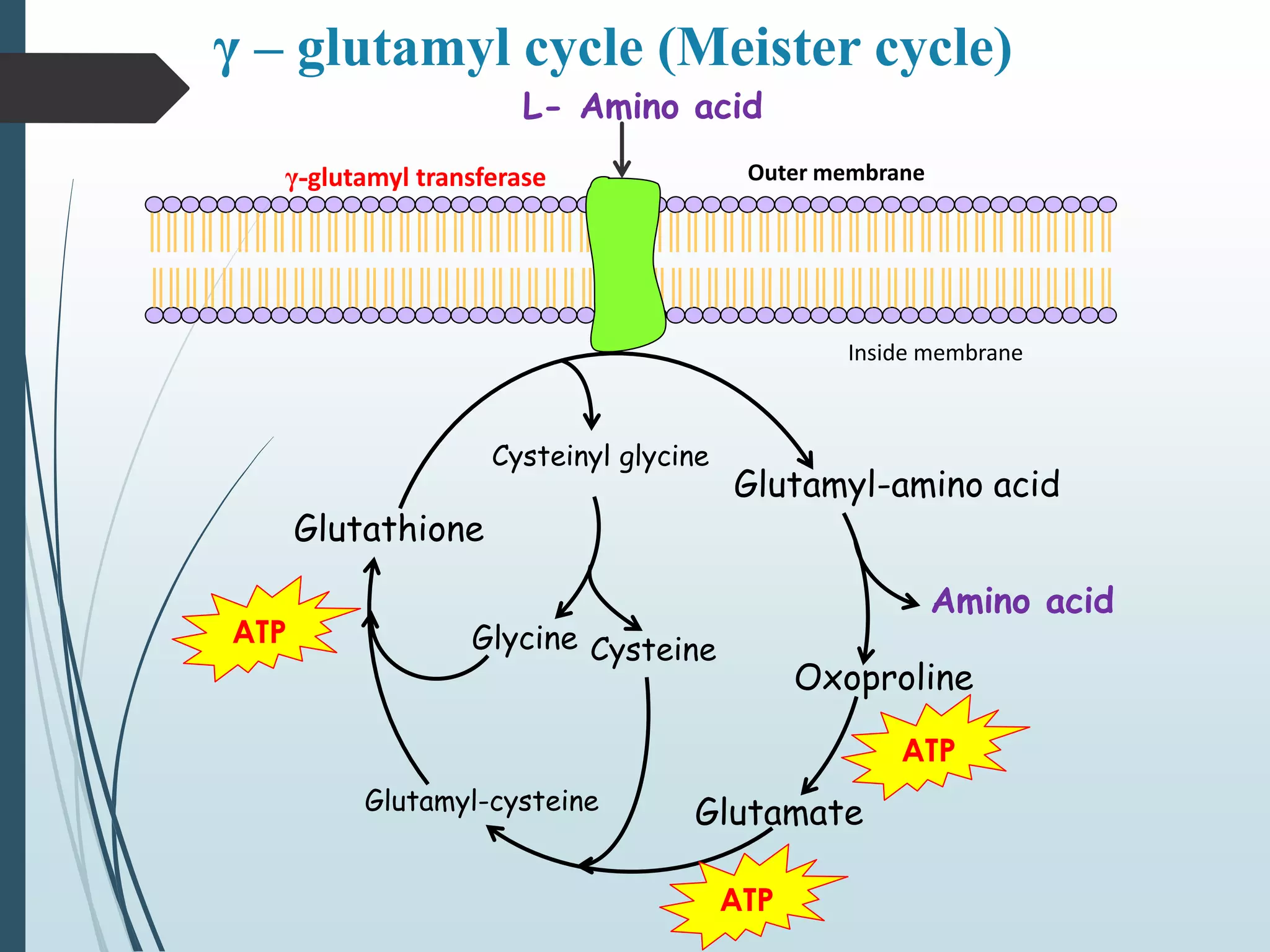 Digestion and absorption of proteins | PPSX