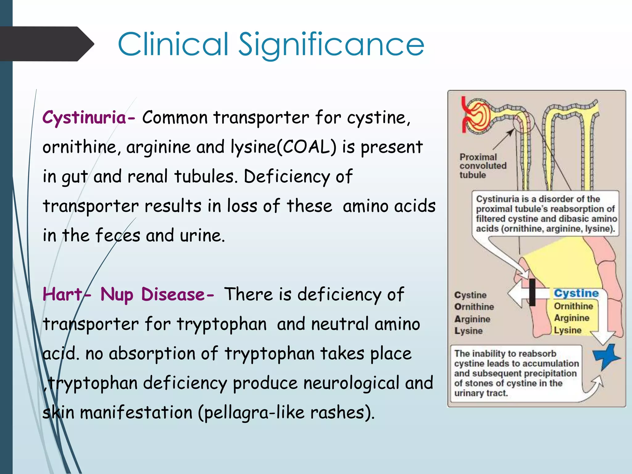 Digestion and absorption of proteins | PPSX
