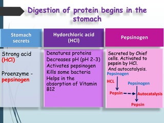 Digestion and absorption of proteins | PPSX