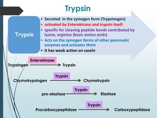 Digestion and absorption of proteins | PPSX