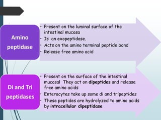Digestion and absorption of proteins | PPSX