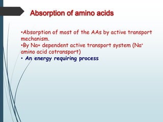 Digestion and absorption of proteins | PPSX