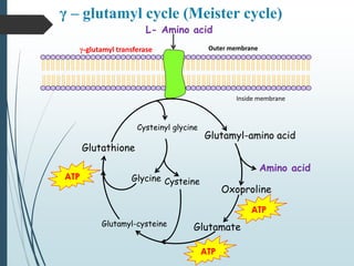 Digestion and absorption of proteins | PPSX