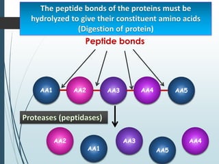 Digestion and absorption of proteins | PPSX