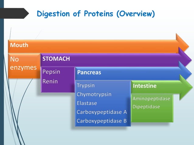 Digestion and absorption of proteins | PPSX | Digestive Disorders ...