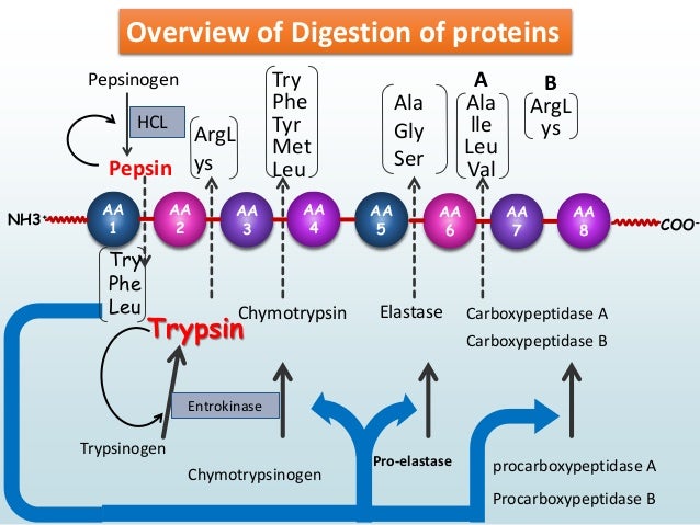 Digestion and absorption of proteins