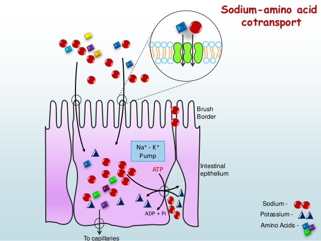 Digestion and absorption of proteins