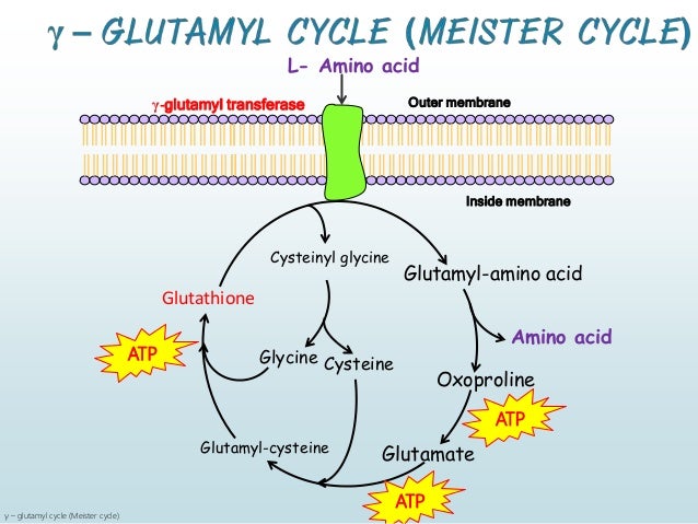 Digestion and absorption of proteins