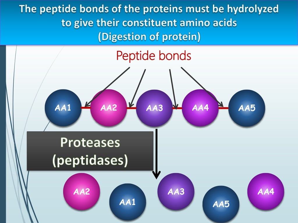 Digestion and absorption of proteins