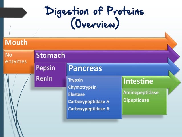 Digestion and absorption of proteins