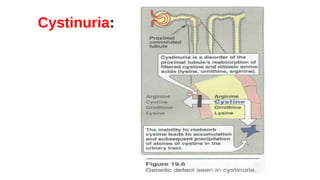 Digestion and absorption of proteins for Medical School | PPT