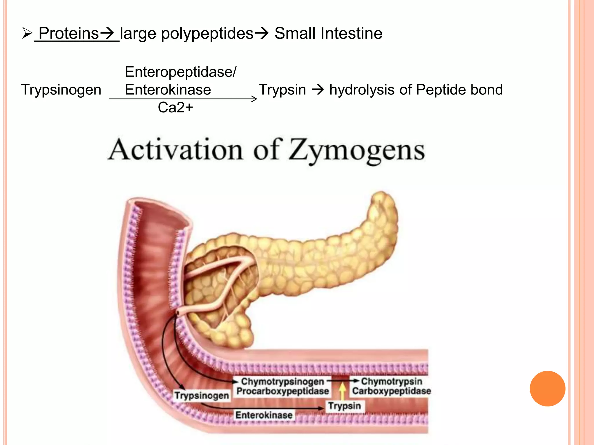 Digestion and absorption of proteins | PPTX