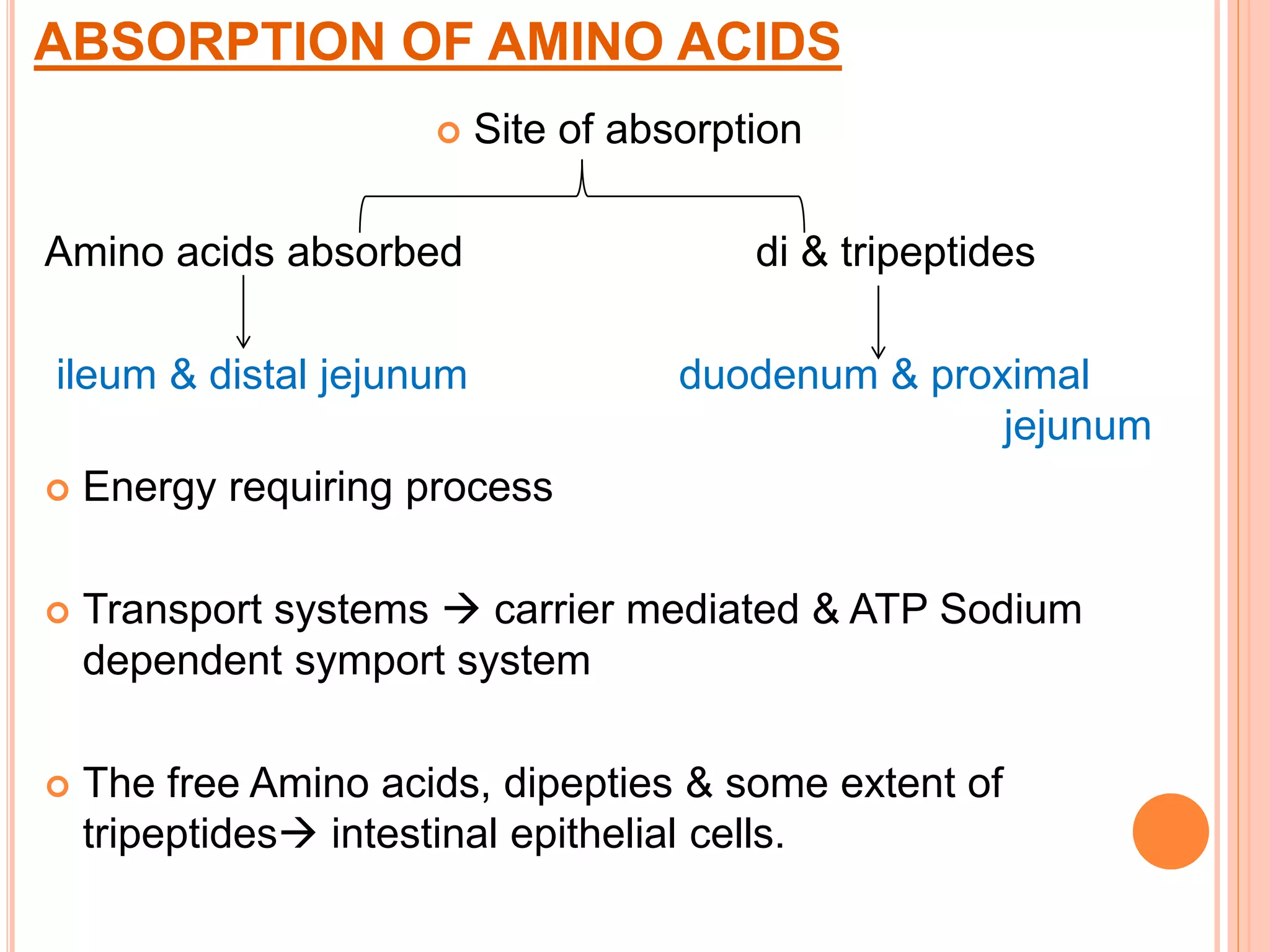 Digestion and absorption of proteins | PPTX