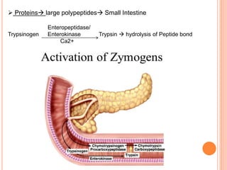 Digestion and absorption of proteins | PPTX