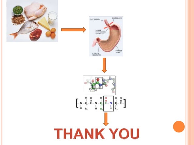 Digestion and absorption of proteins | PPTX