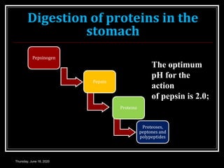 Digestion and absorption of proteins | PPT
