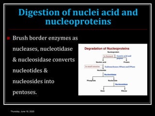 Digestion and absorption of proteins | PPT