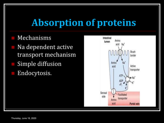 Digestion and absorption of proteins | PPT