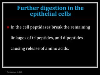 Digestion and absorption of proteins | PPT