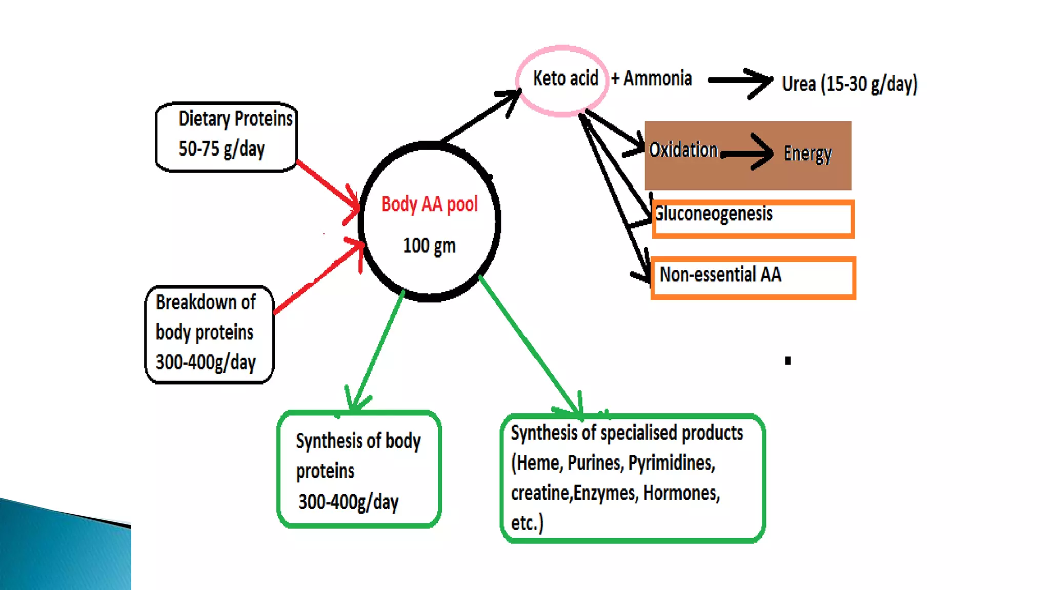 Digestion and absorption of proteins | PPTX