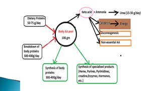 Digestion and absorption of proteins | PPTX | Chemistry | Science