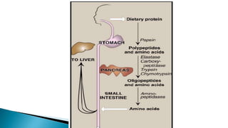 Digestion and absorption of proteins | PPTX