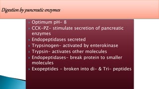 Digestion and absorption of proteins | PPTX